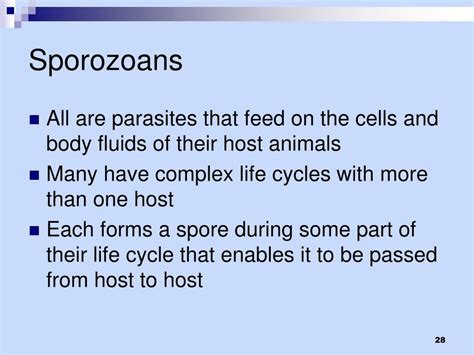 Ppt Protista Powerpoint Presentation Free Download Id5454961