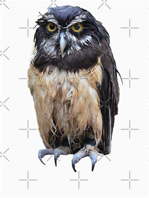 Wet Owl Meme T Shirt For Sale By Kaizen Hush Redbubble Lamont Owl