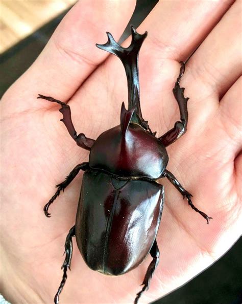 Care Sheet Japanese Rhinoceros Beetle Trypoxylus Dichotomus