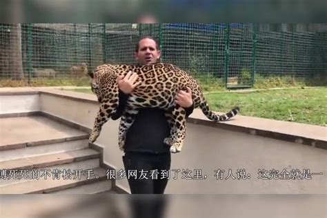 黑豹误以为自己是饲养员女朋友撒娇卖萌求抱抱就问你羡慕吗 卖萌 黑豹 女朋友