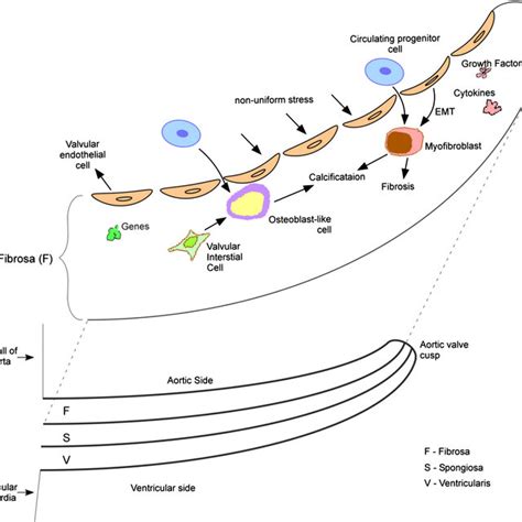 Schematic Diagram On Participation Of Various Cells In Calcification Download Scientific