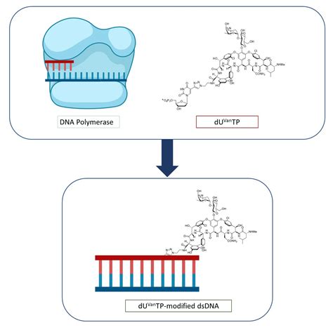 Pyrophosphate Dna Replication