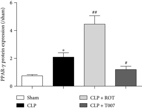 Protein Expression And Dna Binding Activity Of Ppar γ In The Myocardium