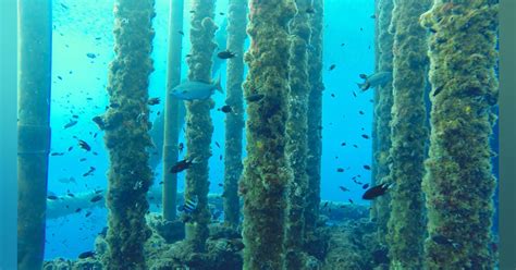 Uk Researchers Investigating Reuse Potential Of Platform Marine Growth Offshore