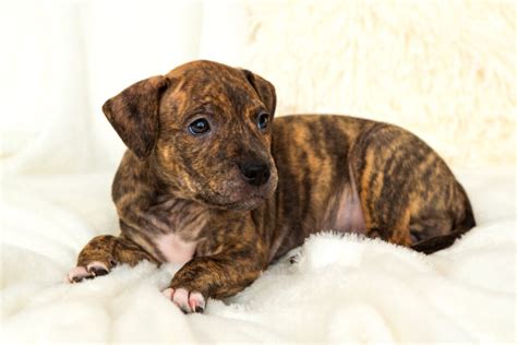 Brindle Pitbull Everything You Need To Know With Pictures