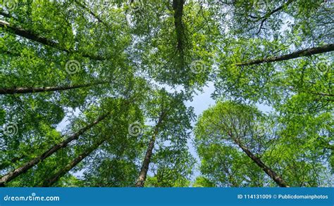 Tree Ecosystem Vegetation Branch Picture Image 114131009