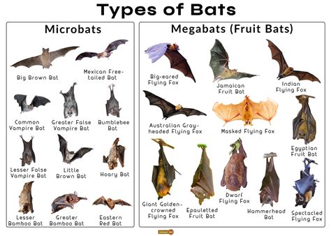Bat Facts Types Classification Habitat Diet Adaptations Fox Facts