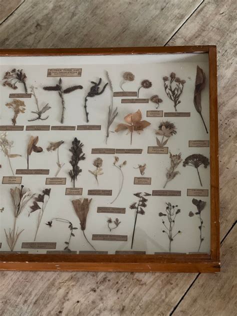 Botanical Herbarium Specimen Display Chart Etsy