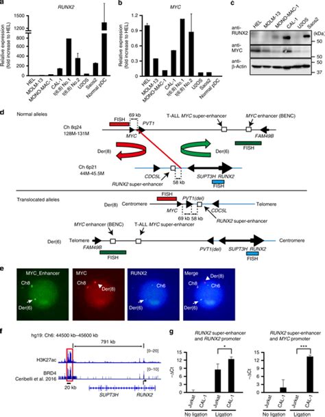 Lineage Specific RUNX2 Super Enhancer Activates MYC And Promotes The