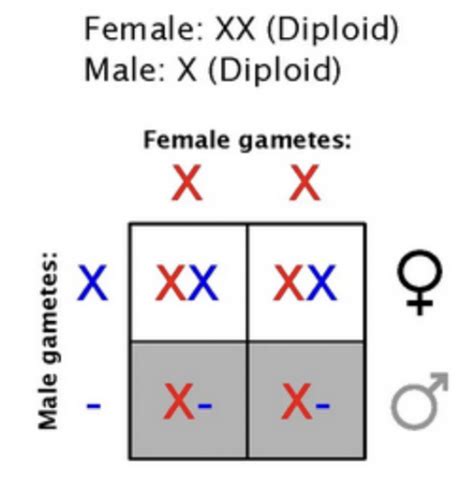 Sex Determination Flashcards Quizlet