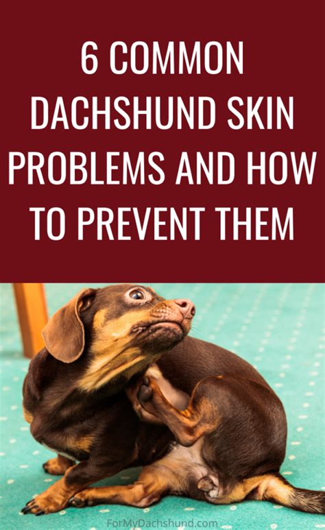 6 Common Dachshund Skin Problems And How To Prevent Them For My Dachshund