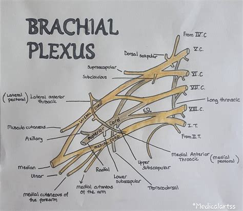 Anatomy Of The Brachial Plexus The Anatomy Stories