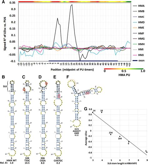 A Stem Loop Secondary Structure In The Hma Sequence Inhibits Splicing Download Scientific