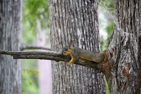 lazy squirrel resting on tree branch stock image image of twig