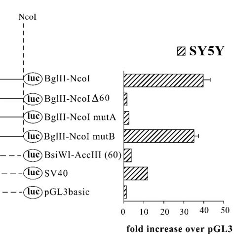 Sequence Of The 0 35 Kb Bglii Ncoi Region Containing The Human 3 Download Scientific Diagram