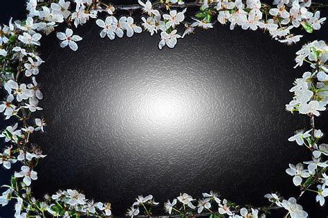 검은 배경에 하얀 꽃으로 만든 프레임 탑 뷰 꽃 구성 플랫 레이 배치 내부에서 밝은 빛 새 벚꽃 꽃 꽃으로 장식 된 배경 복사 공간이 있는 엽서 미스터리에 대한 스톡 사진