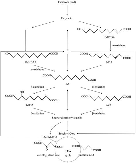 10‐hydroxy Decanoic Acid Trans‐10‐hydroxy‐2‐decanoic Acid And Sebacic