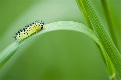 Complete Metamorphosis Photos Download The Best Free Complete