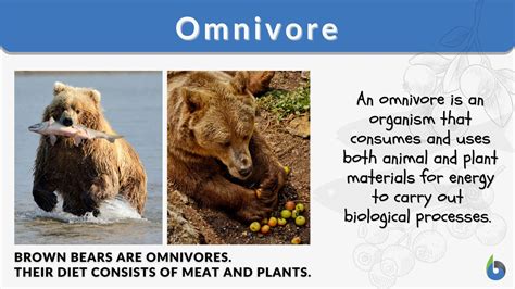 Omnivore Definition And Examples Biology Online Dictionary