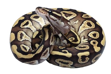 Premium Photo Ball Python Coiled On White Background
