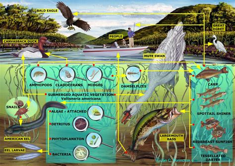Learnforknowledge River Habitat Riparian Habitat