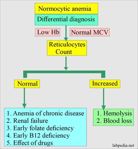 Complete Anemia Workup Flowchart A Quick Guide