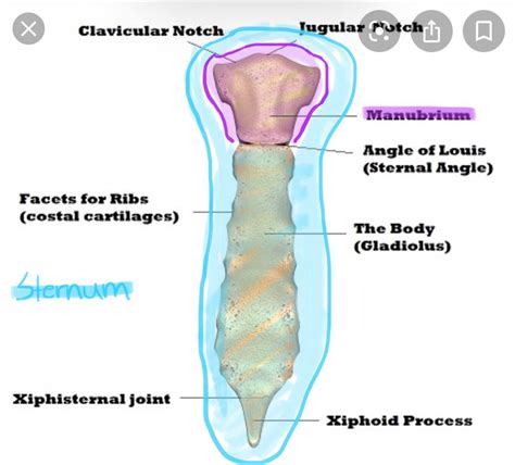 Xiphisternal Joint