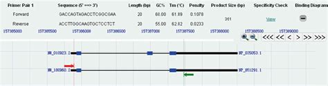 The Gene Structure Of Two Transcript Variants Of The Mouse Nnat Gene