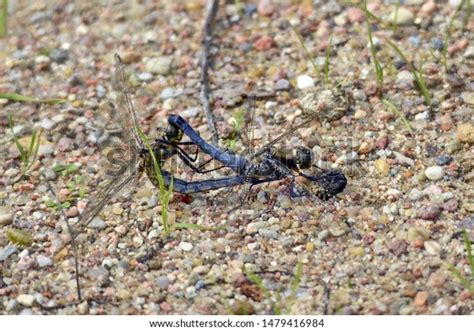 Two Blue Dragonflies Having Sex Stock Photo Shutterstock