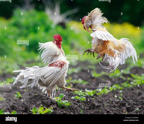 Two Angry Cocks Fighting To Spread Its Wings And Feathers And Flying