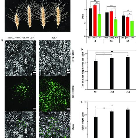 Functional Verification And Subcellular Localization Of Wheat