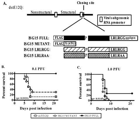 Isg15 Expression Protects Ifn R Mice From Sindbis Virus Lethality