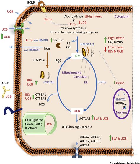 A Novel Perspective On The Biology Of Bilirubin In Health And Disease Trends In Molecular Medicine