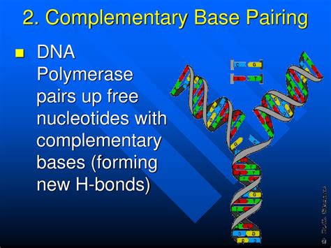 Structure And Replication Ppt Download