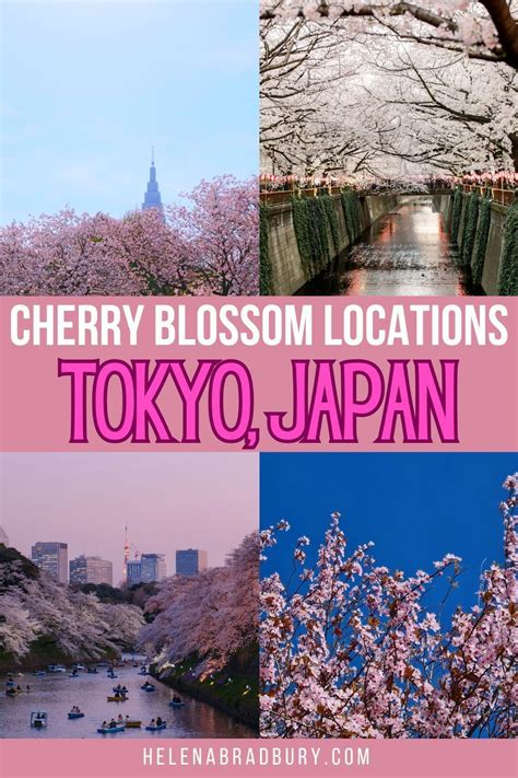 Best 13 Best Night Cherry Blossom Spots In Kyoto Artofit
