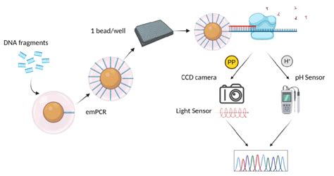 Illumina Sequencing Platform Dna Is Fragmented Linearized And