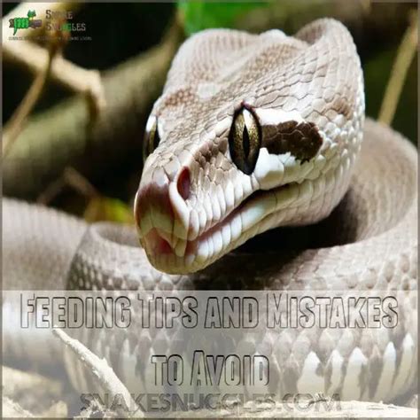 Ball Python Feeding Guide Chart Tips Schedule And Diet Explained