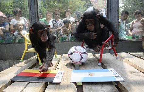 Chimpanzee Intelligence Mans Closest Relative Outwits Humans In ‘game