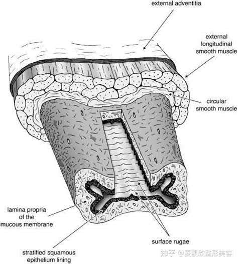 阴道上皮细胞的保护作用（大量图解） 知乎