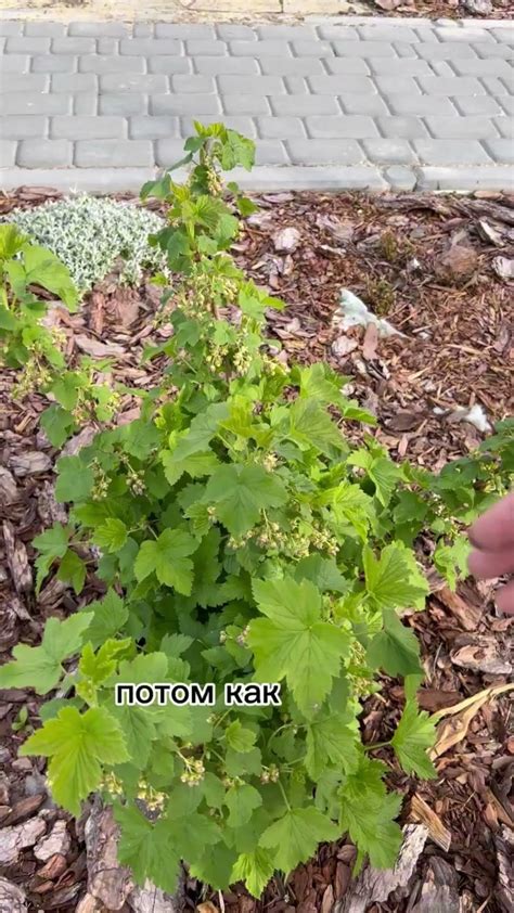 Лучшая бюджетная подкормка для смородины Youtube