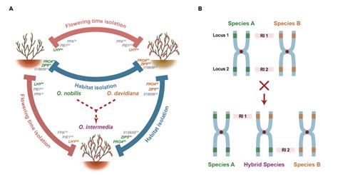 四川大学刘建全课题组揭示同倍体杂交物种形成的分子遗传学普适模型 生物通