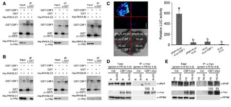 Cbf1 Physically Interacts With Phya And Phyb A B In Vitro Pull Down