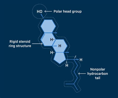 Structure Of Cholesterol