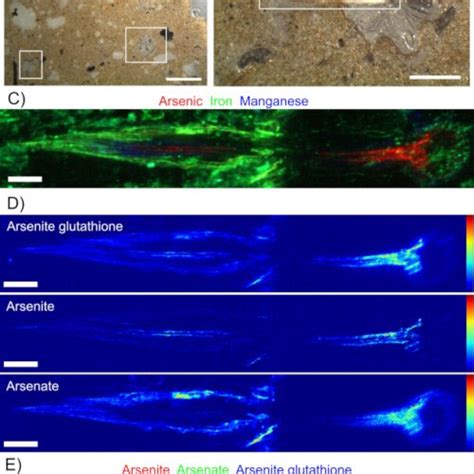 Transverse Section Of A Rice Root With A Longitudinal Section Of A