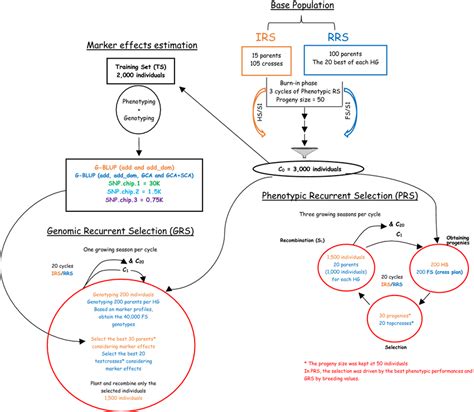 schematic representation of the recurrent selection breeding schemes
