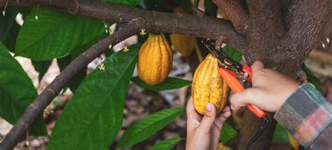 Premium Photo Closeup Hands Of A Cocoa Farmer Use Pruning Shears To