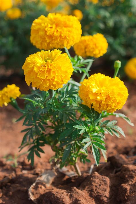 Garden Therapy Marigold Beautiful