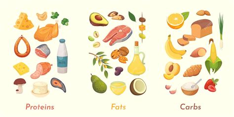 Premium Vector Macronutrients Illustration Main Food Groups