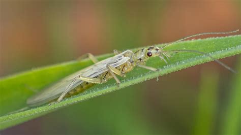 Stonefly Bugguidenet