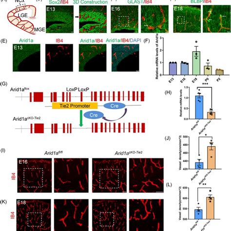 Endothelial Contact Specialized Areas Of Neural Progenitor Cells Npcs